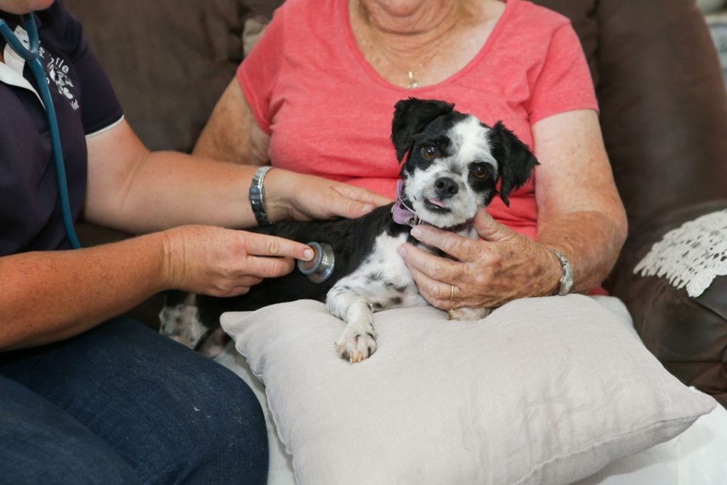 Cats & Dogs | Calliope Mobile Vet